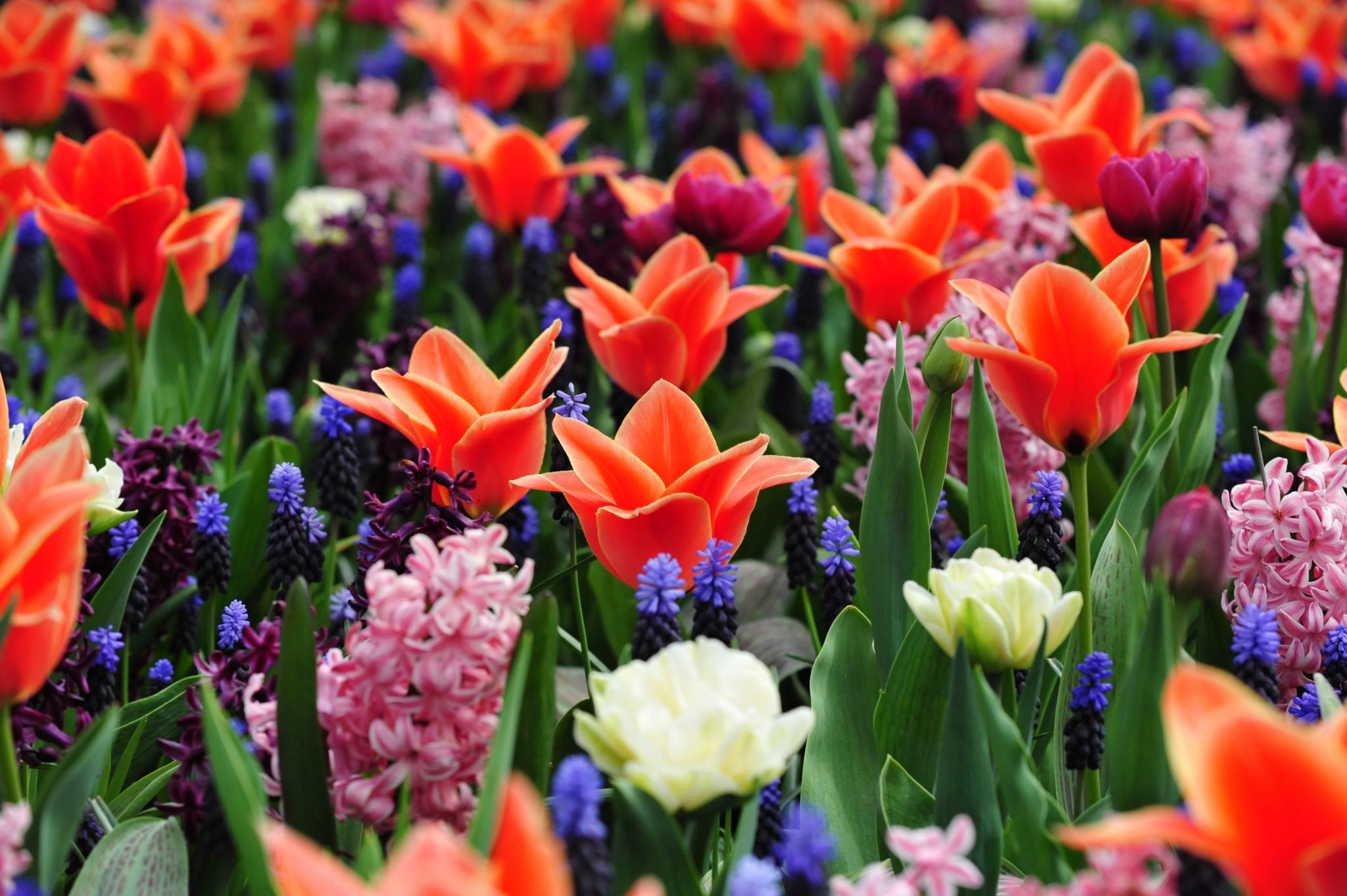 The Beautiful Symbolism of Flowers in the Bible: God’s Creation in All ...