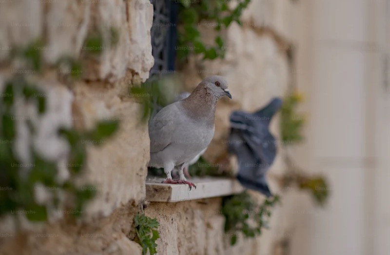 As Serpents and Doves | Crossmap Blogs