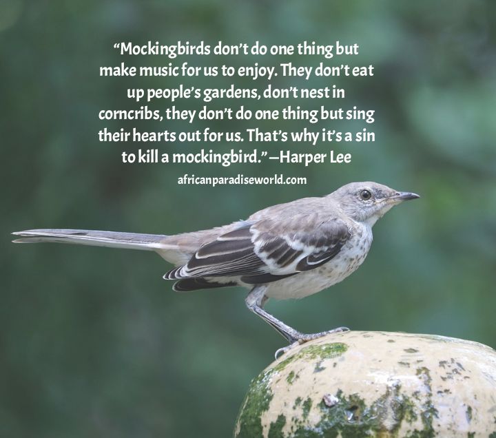 To Kill A mockingbird Quotes With Life Lessons | Crossmap Blogs