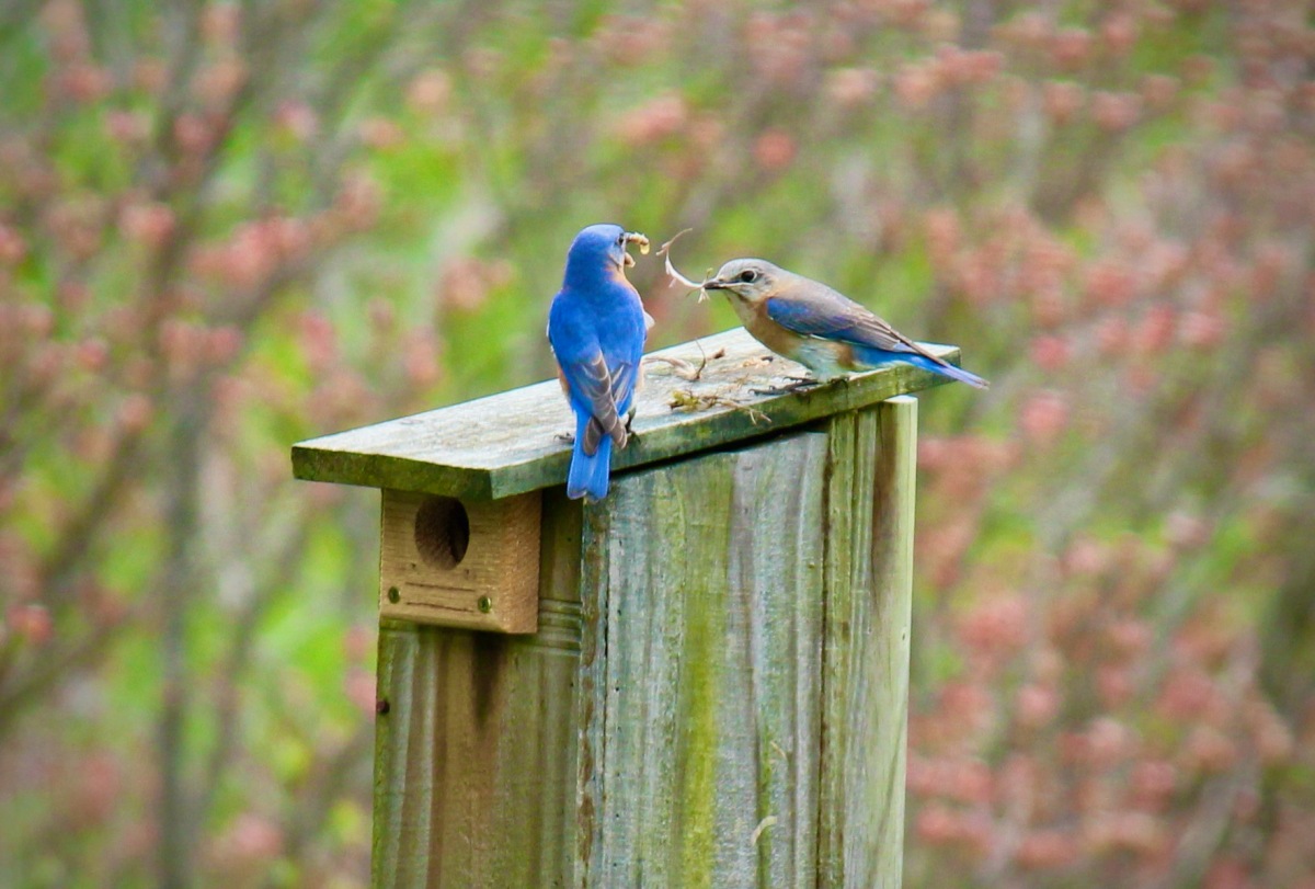 The Privileged Life: Backyard Miracles | Crossmap Blogs