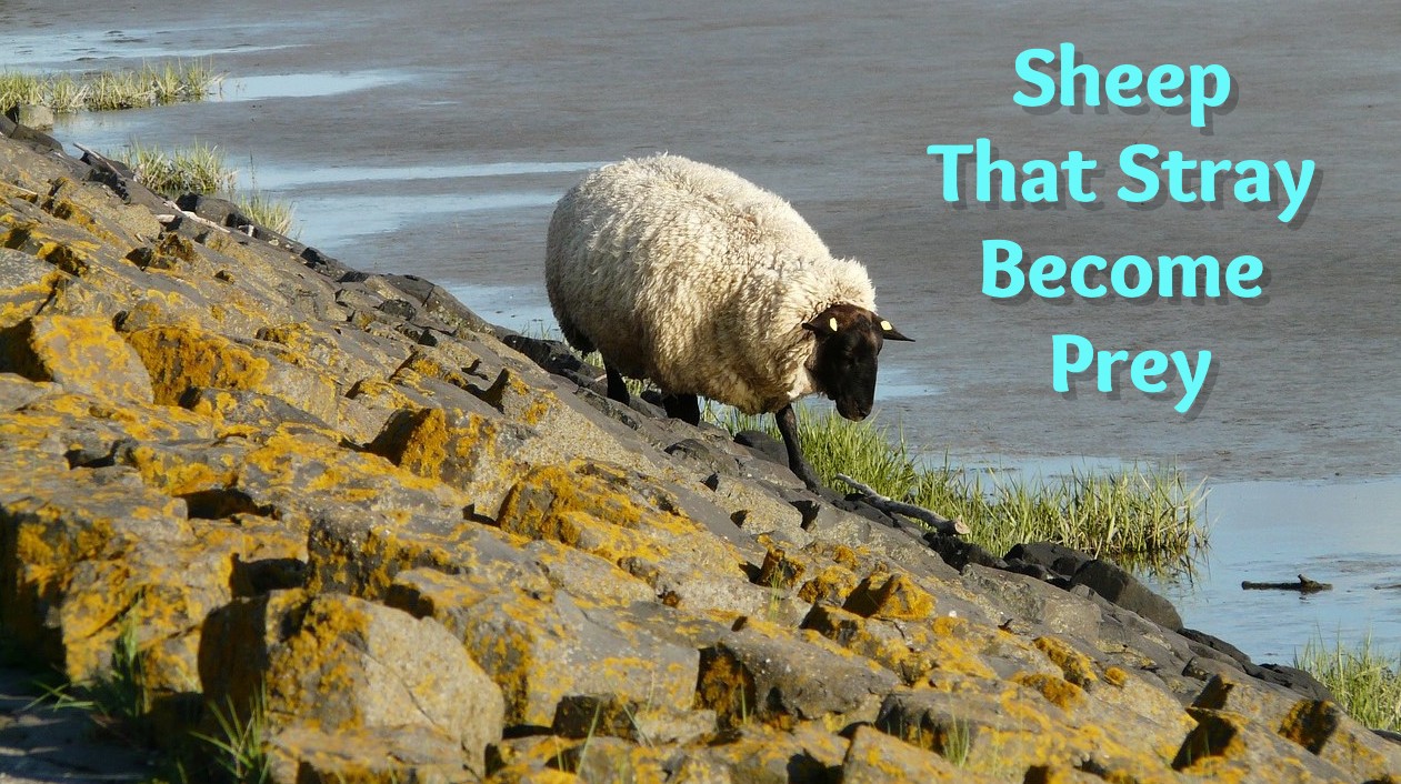 Sheep Who Stray Become Prey | Crossmap Blogs